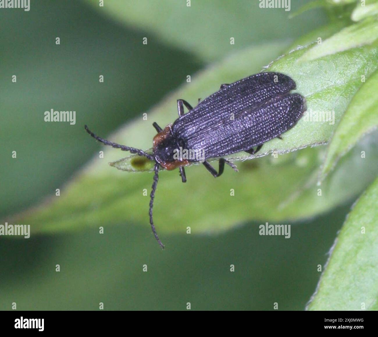 Net-winged Beetles (Lycidae) Insecta Stock Photo - Alamy