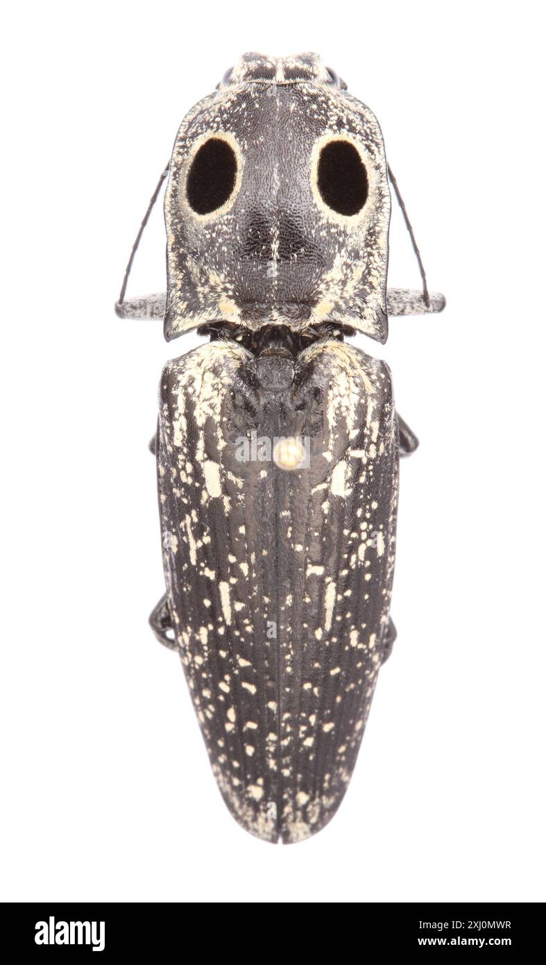 Eastern Eyed Click Beetle (Alaus oculatus) Insecta Stock Photo - Alamy