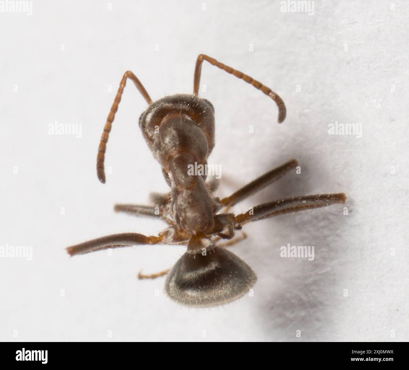 fusca-group Field Ants and Allies (Formica fusca) Insecta Stock Photo ...
