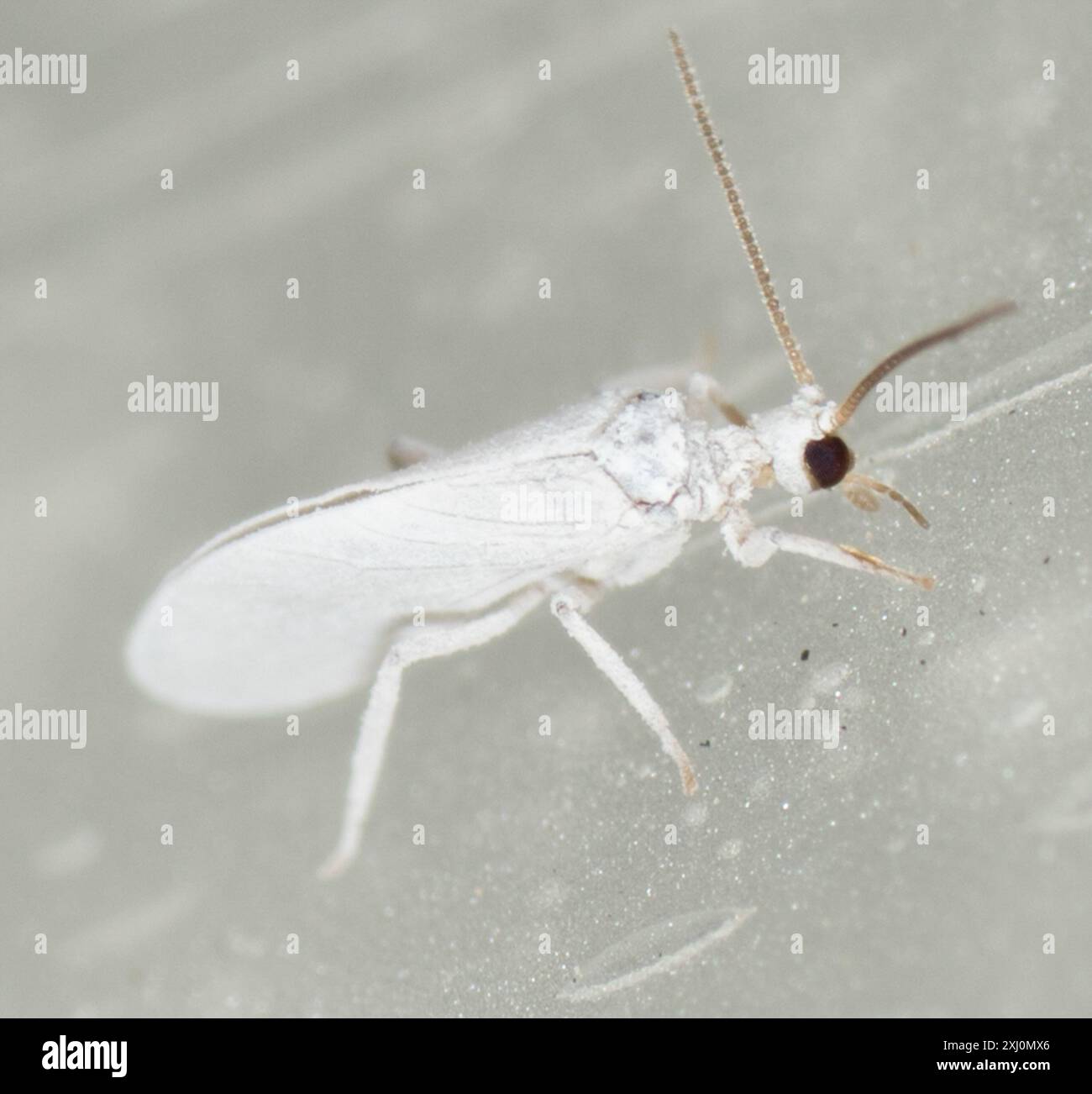 Dusty-winged Lacewings (Coniopterygidae) Insecta Stock Photo - Alamy