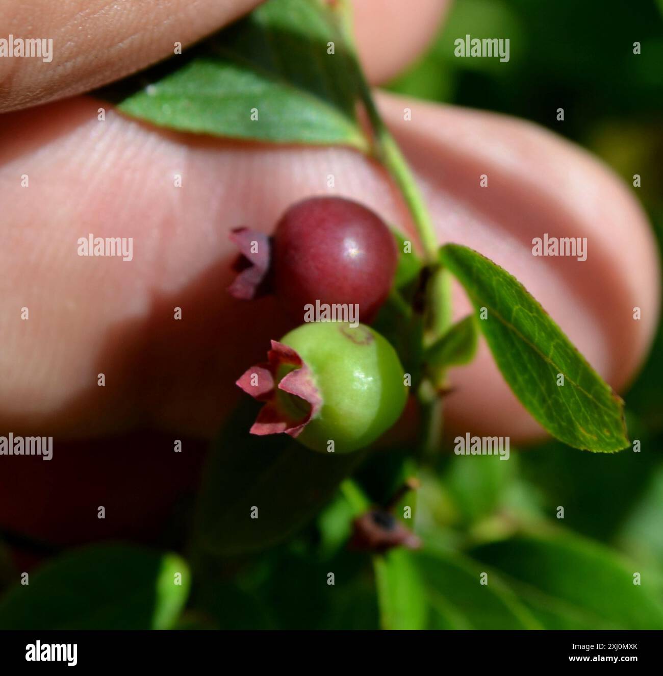 Northern highbush blueberry (Vaccinium corymbosum) Plantae Stock Photo ...