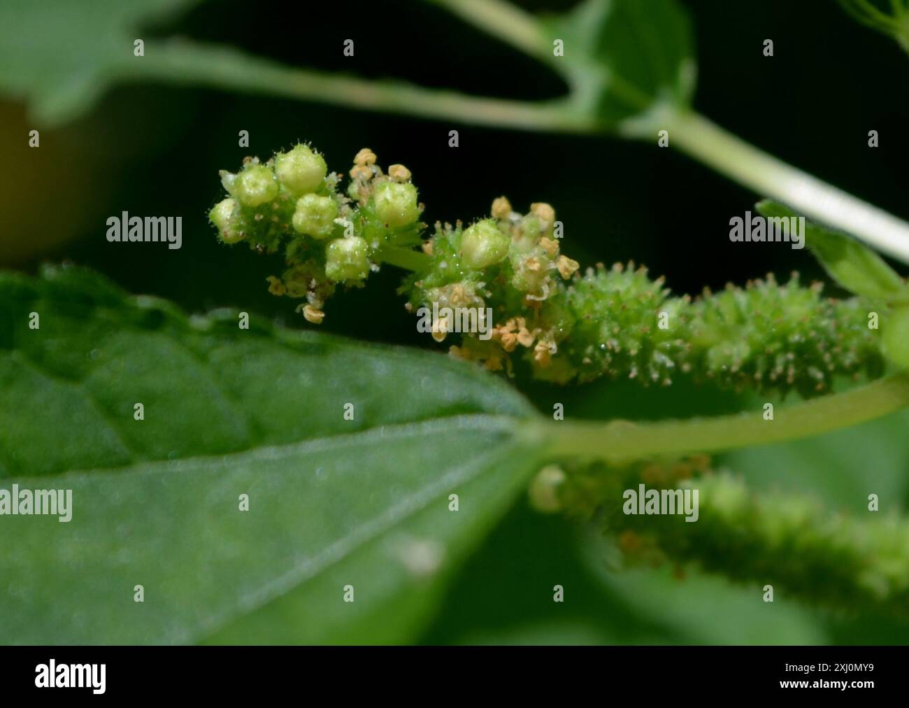 false nettle (Boehmeria cylindrica) Plantae Stock Photo - Alamy