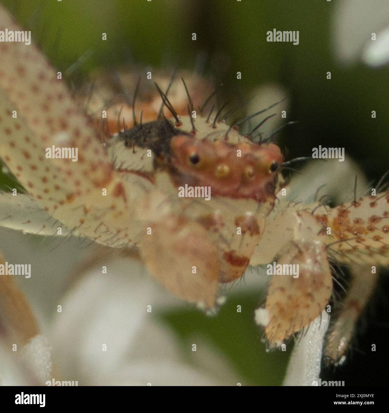 Northern Crab Spider (Mecaphesa asperata) Arachnida Stock Photo - Alamy