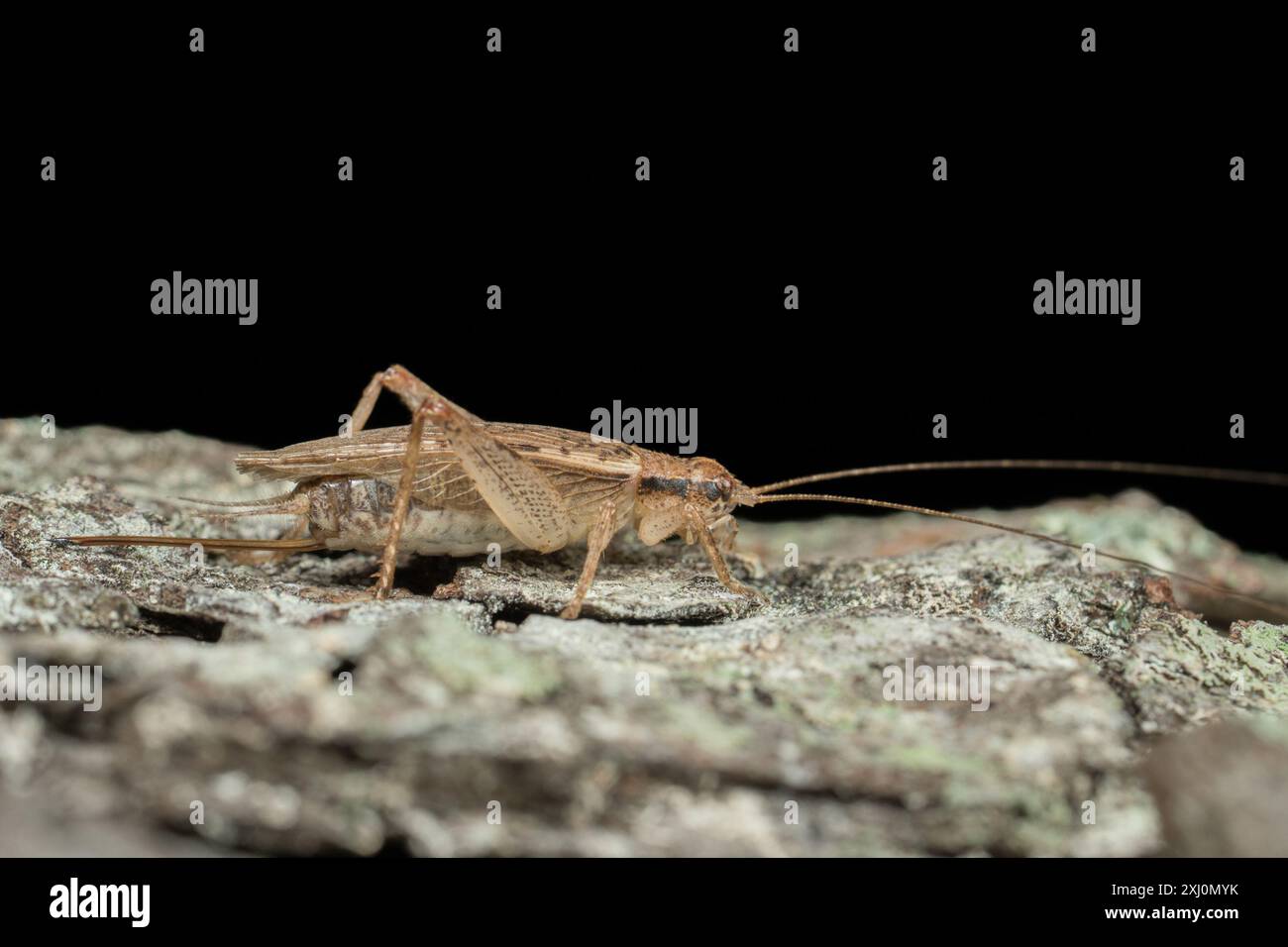 Jumping Bush Cricket (Hapithus saltator) Insecta Stock Photo - Alamy