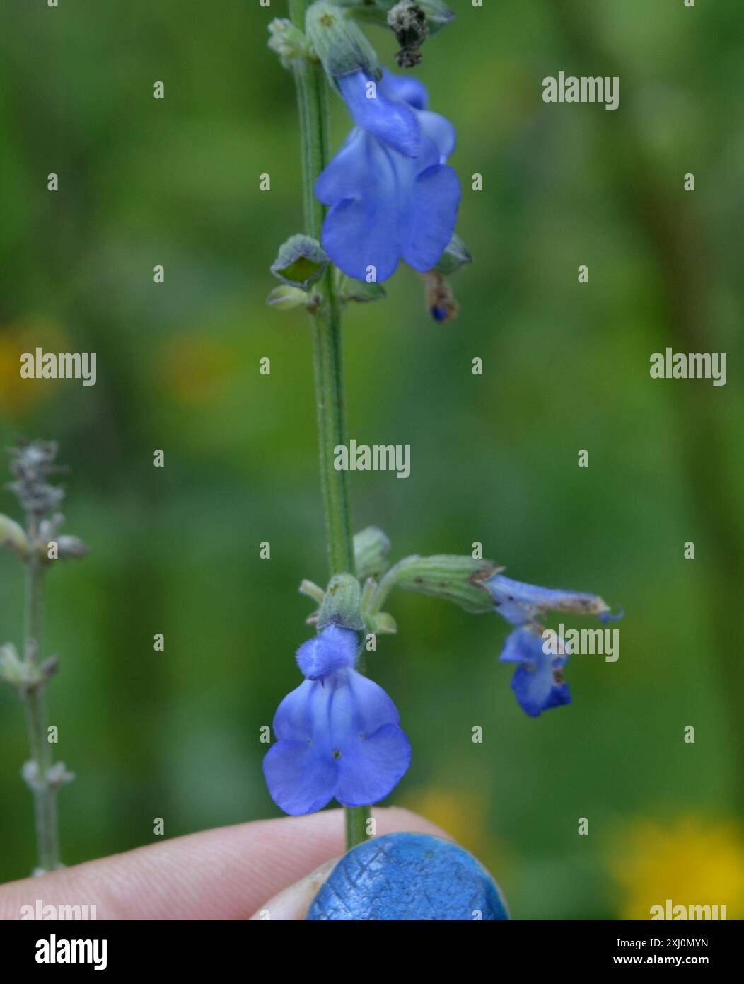 giant blue sage (Salvia azurea) Plantae Stock Photo - Alamy