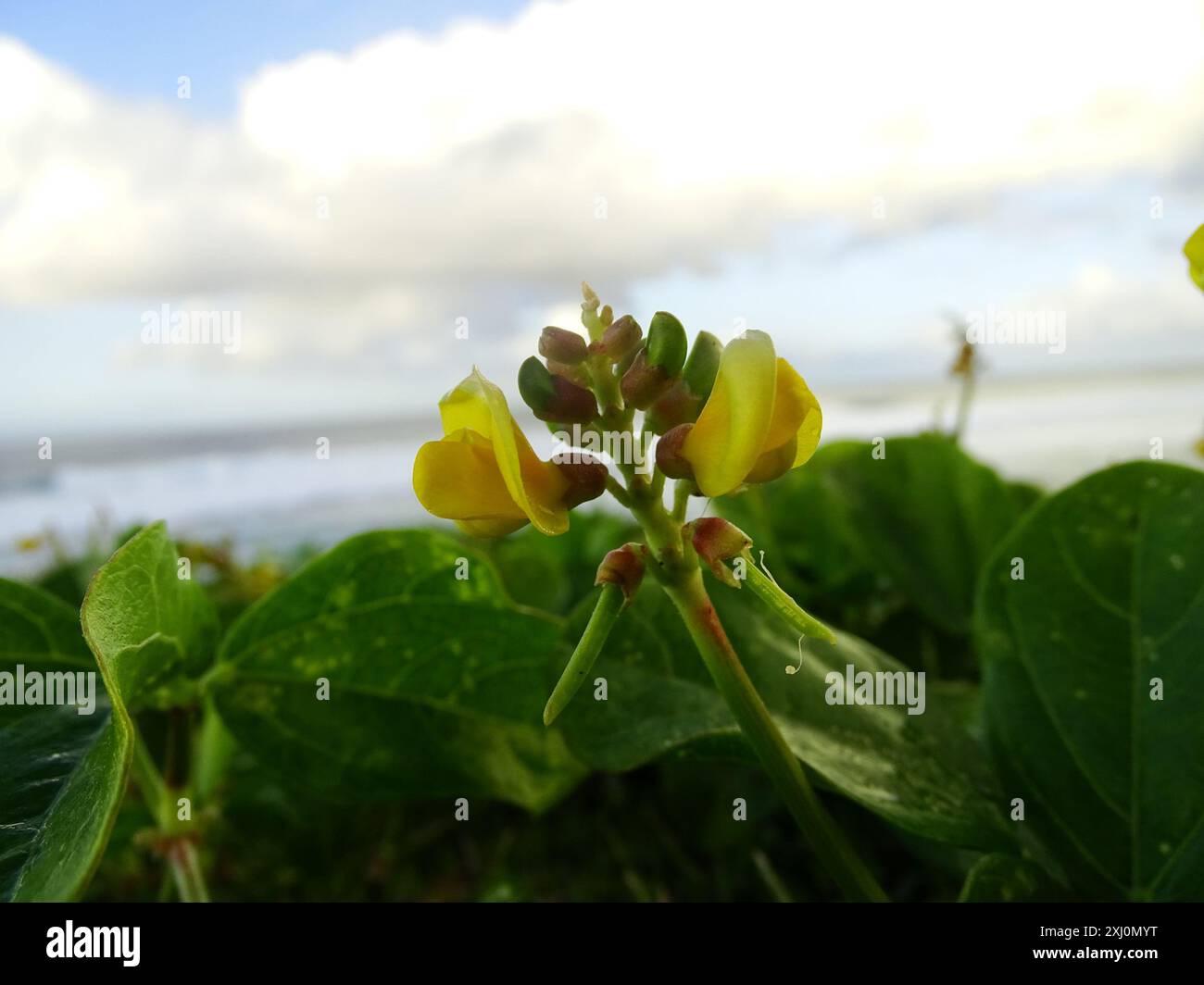 beach pea (Vigna marina) Plantae Stock Photo - Alamy