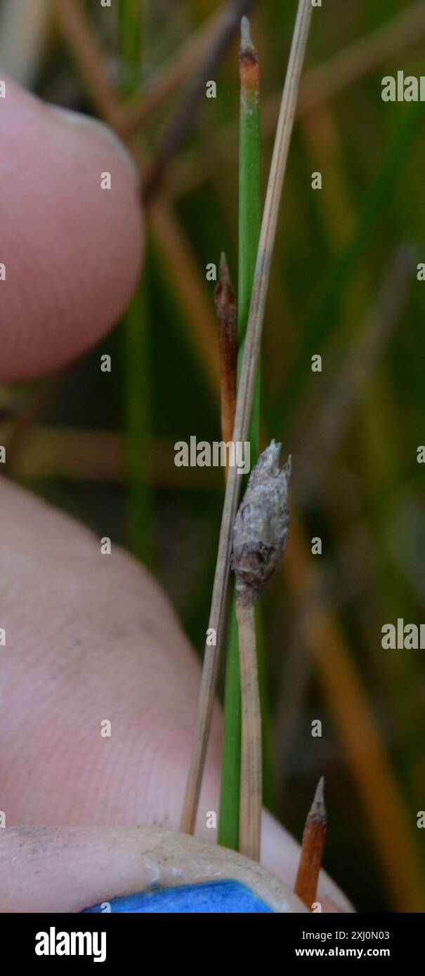 Beaked Spikerush (Eleocharis rostellata) Plantae Stock Photo - Alamy