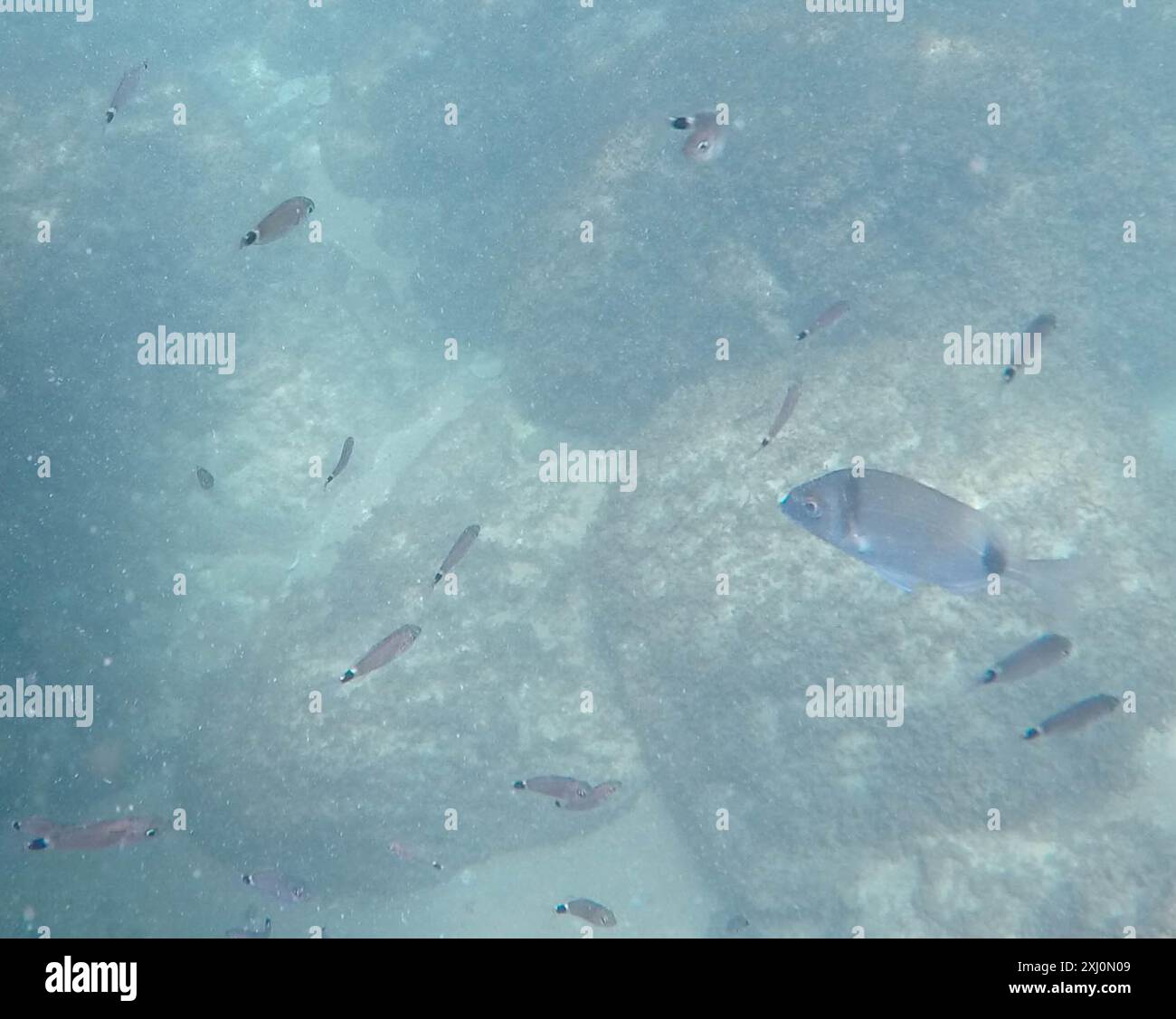 Saddled Seabream (Oblada melanurus) Actinopterygii Stock Photo - Alamy