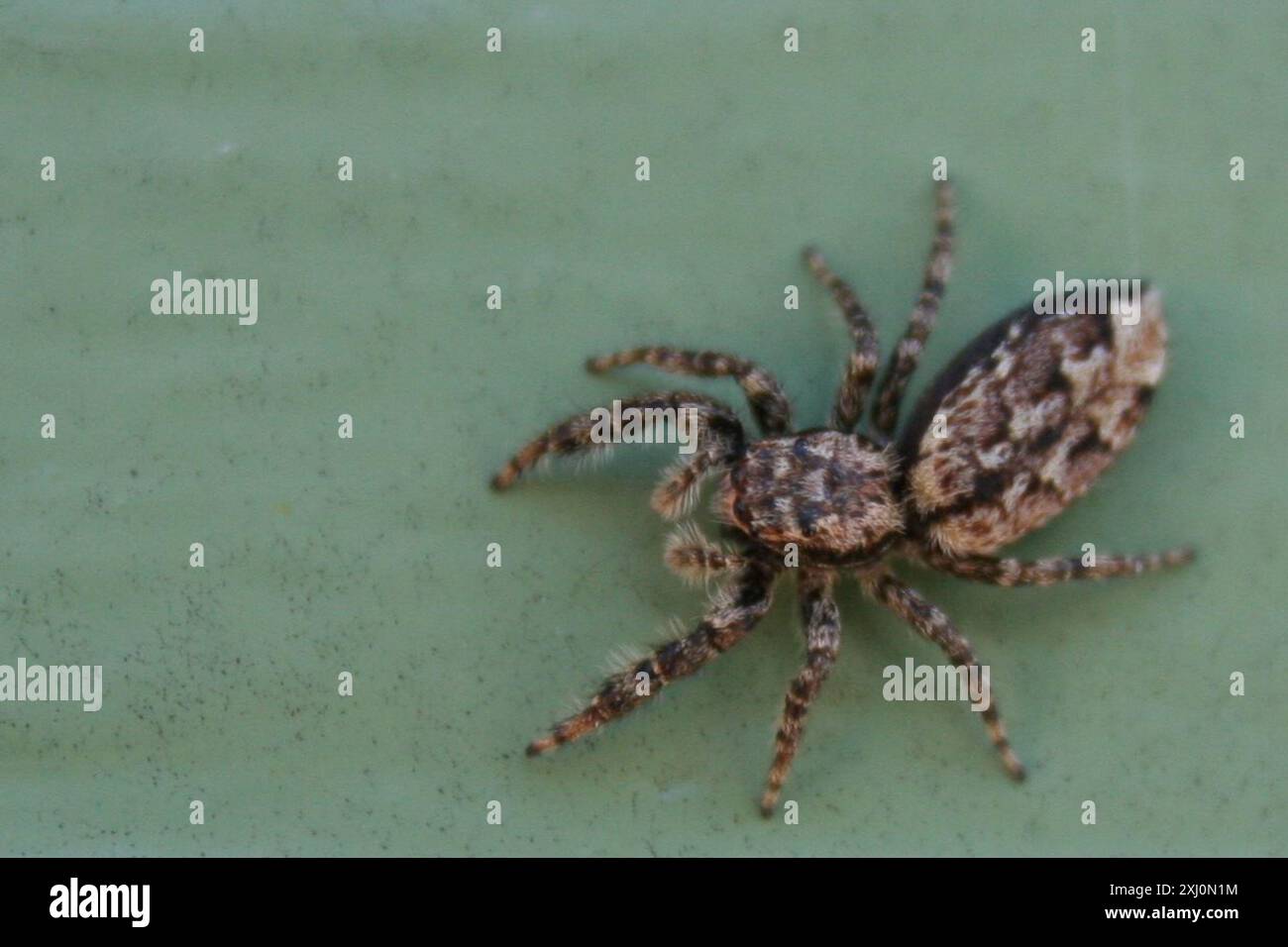 Fencepost jumping spider (Marpissa muscosa) Arachnida Stock Photo - Alamy