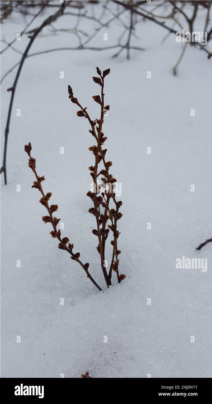 Beechdrops (Epifagus virginiana) Plantae Stock Photo - Alamy