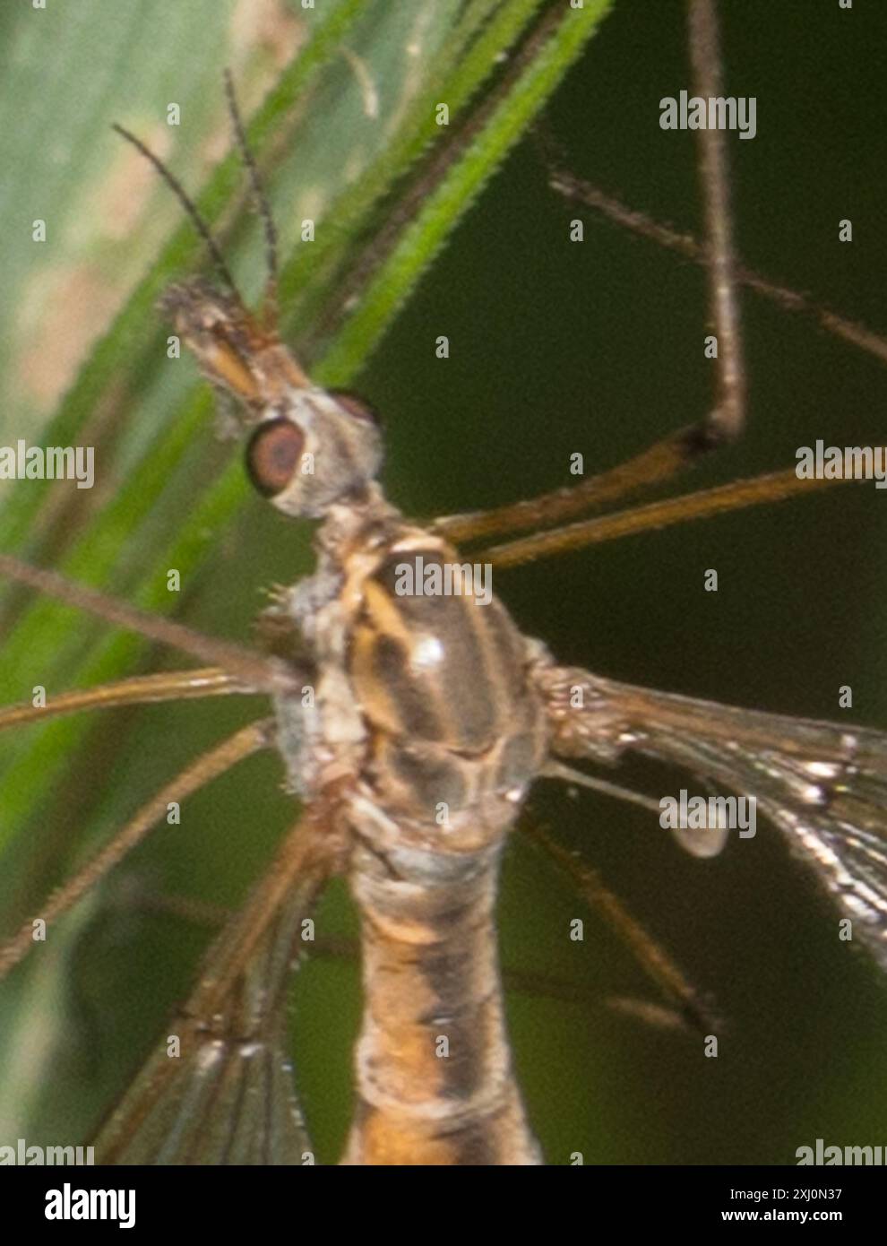 Large Crane Flies (Tipulidae) Insecta Stock Photo - Alamy
