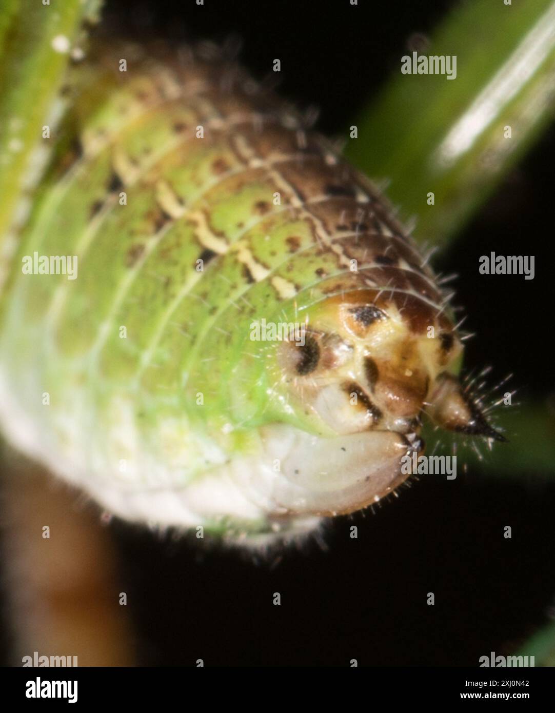 Mexican Bush Katydid (Scudderia mexicana) Insecta Stock Photo - Alamy