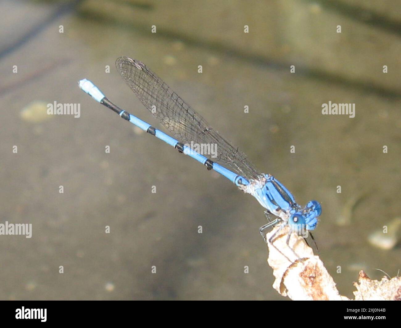 Argia agrioides hi-res stock photography and images - Alamy