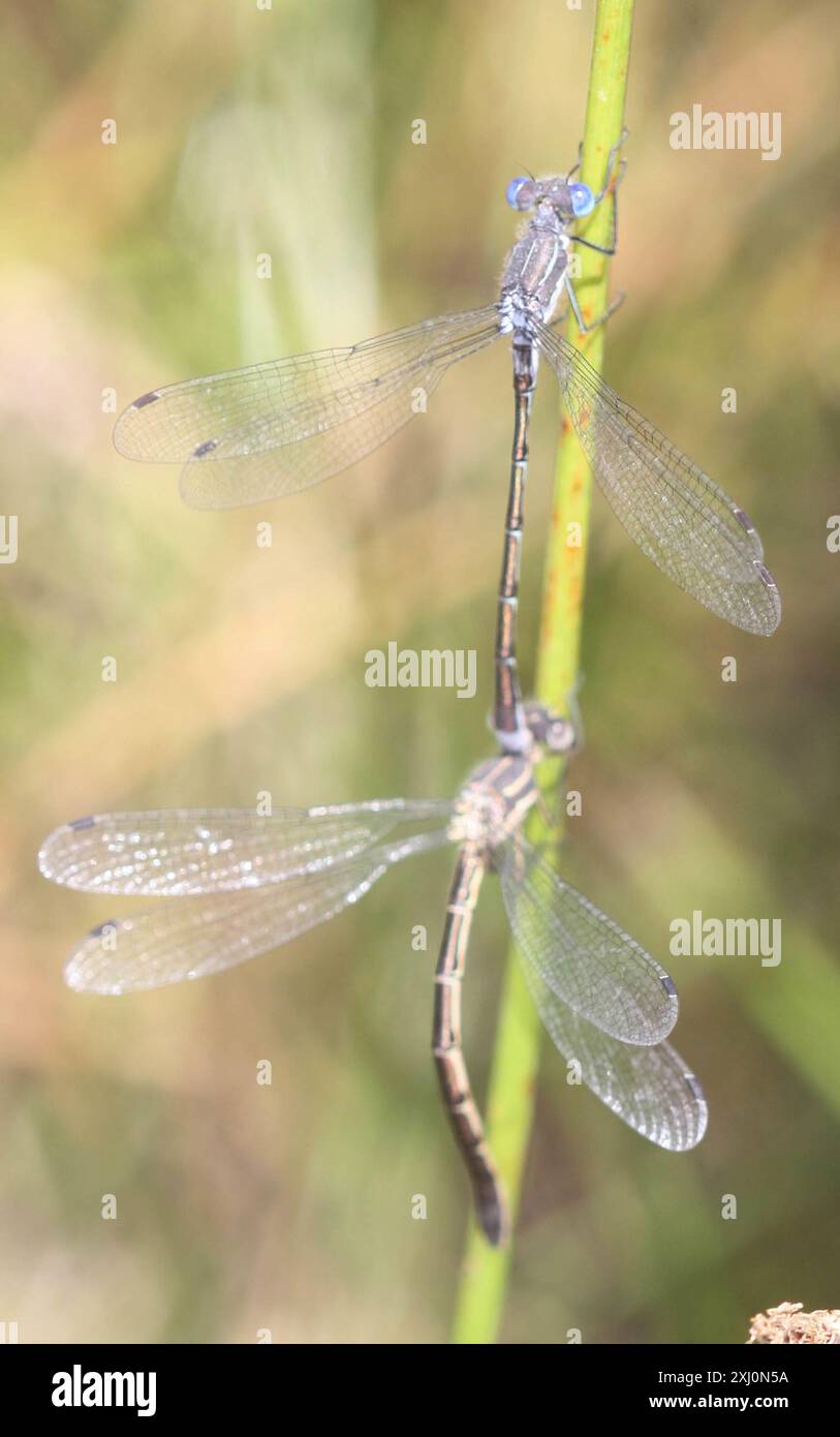 Black Spreadwing (Lestes stultus) Insecta Stock Photo - Alamy