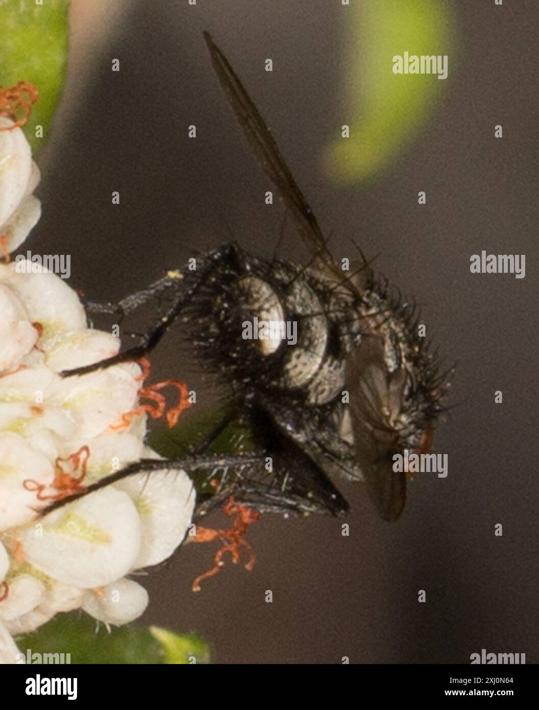 Bristle Flies (Tachinidae) Insecta Stock Photo - Alamy