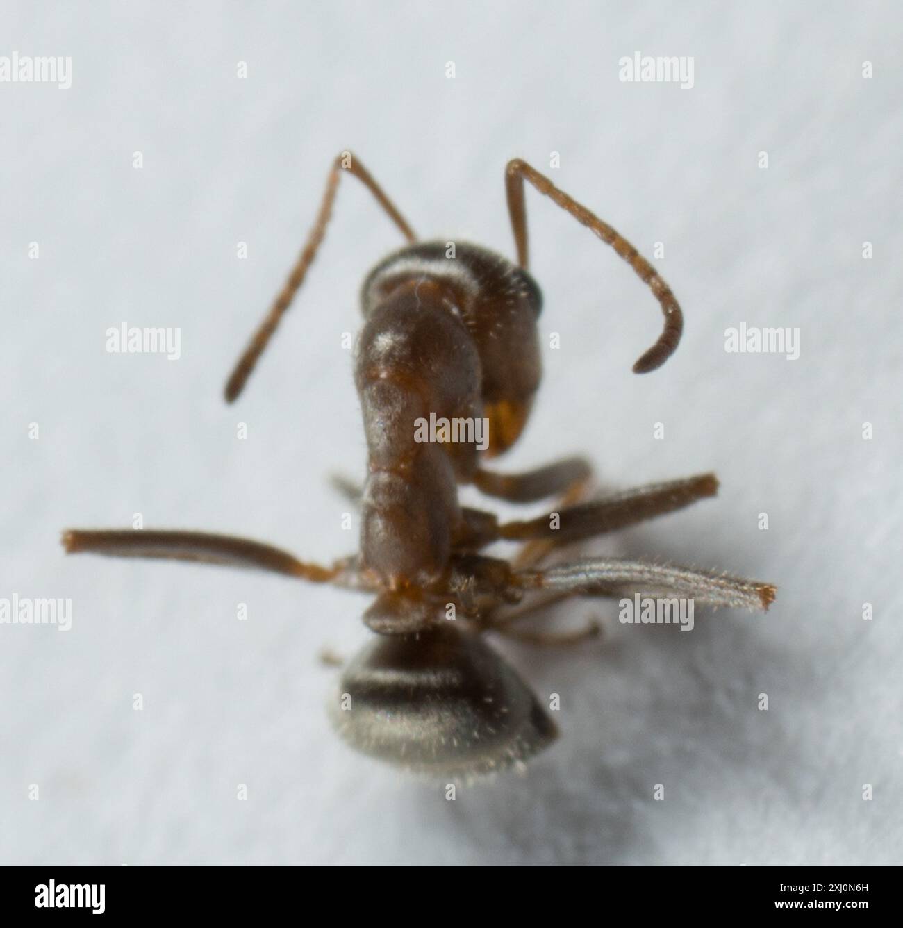 fusca-group Field Ants and Allies (Formica fusca) Insecta Stock Photo ...