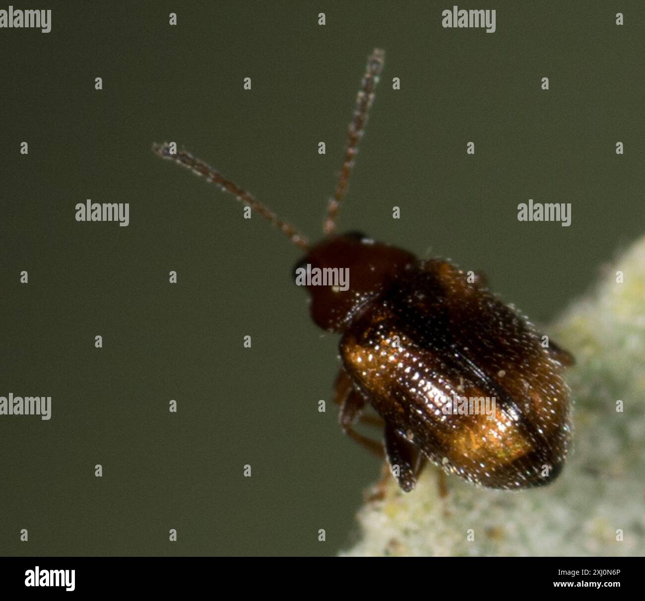 Tobacco Flea Beetle (Epitrix hirtipennis) Insecta Stock Photo - Alamy