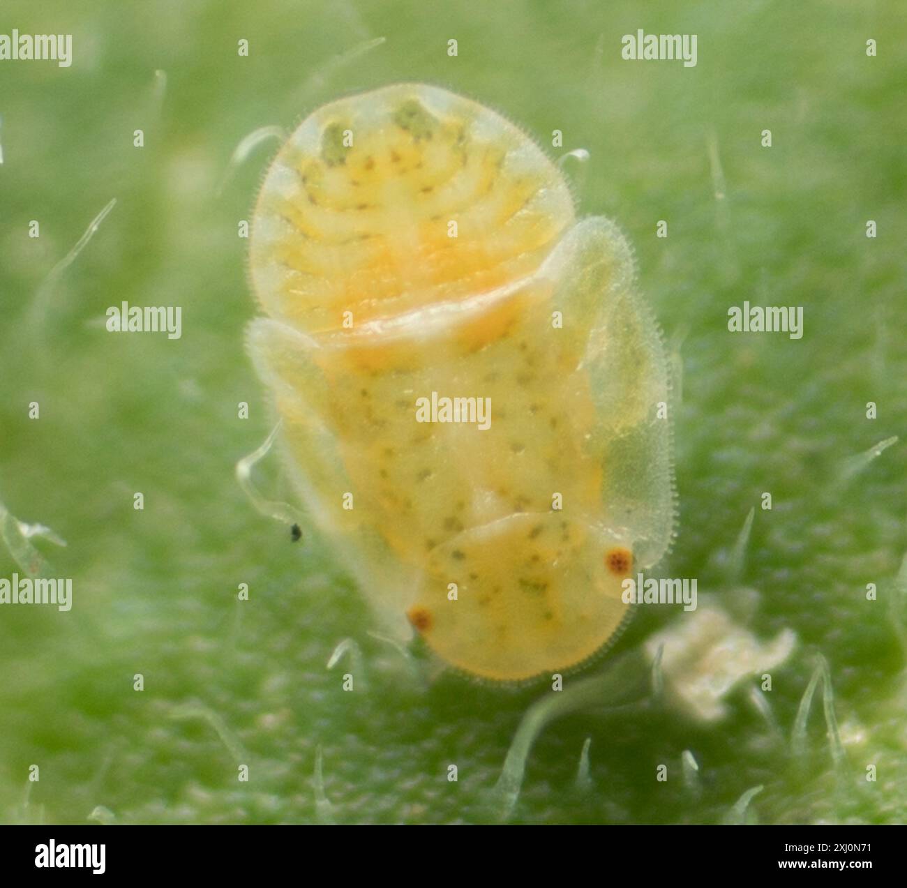 Potato Psyllid (Bactericera cockerelli) Insecta Stock Photo - Alamy