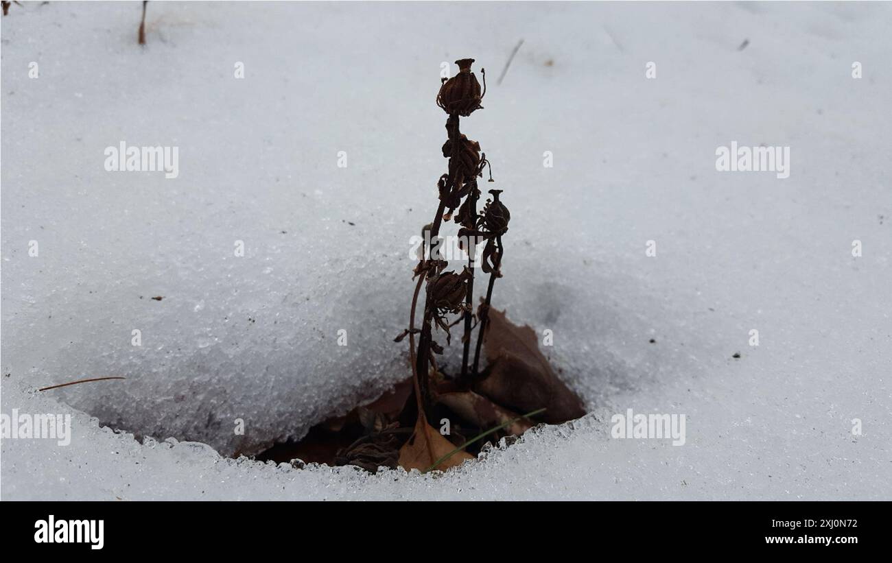 Ghost Pipe (Monotropa uniflora) Plantae Stock Photo - Alamy