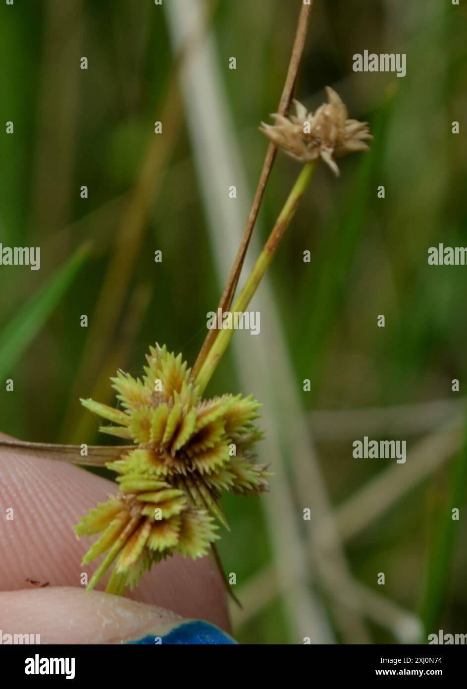 Short-point Flatsedge (Cyperus acuminatus) Plantae Stock Photo - Alamy