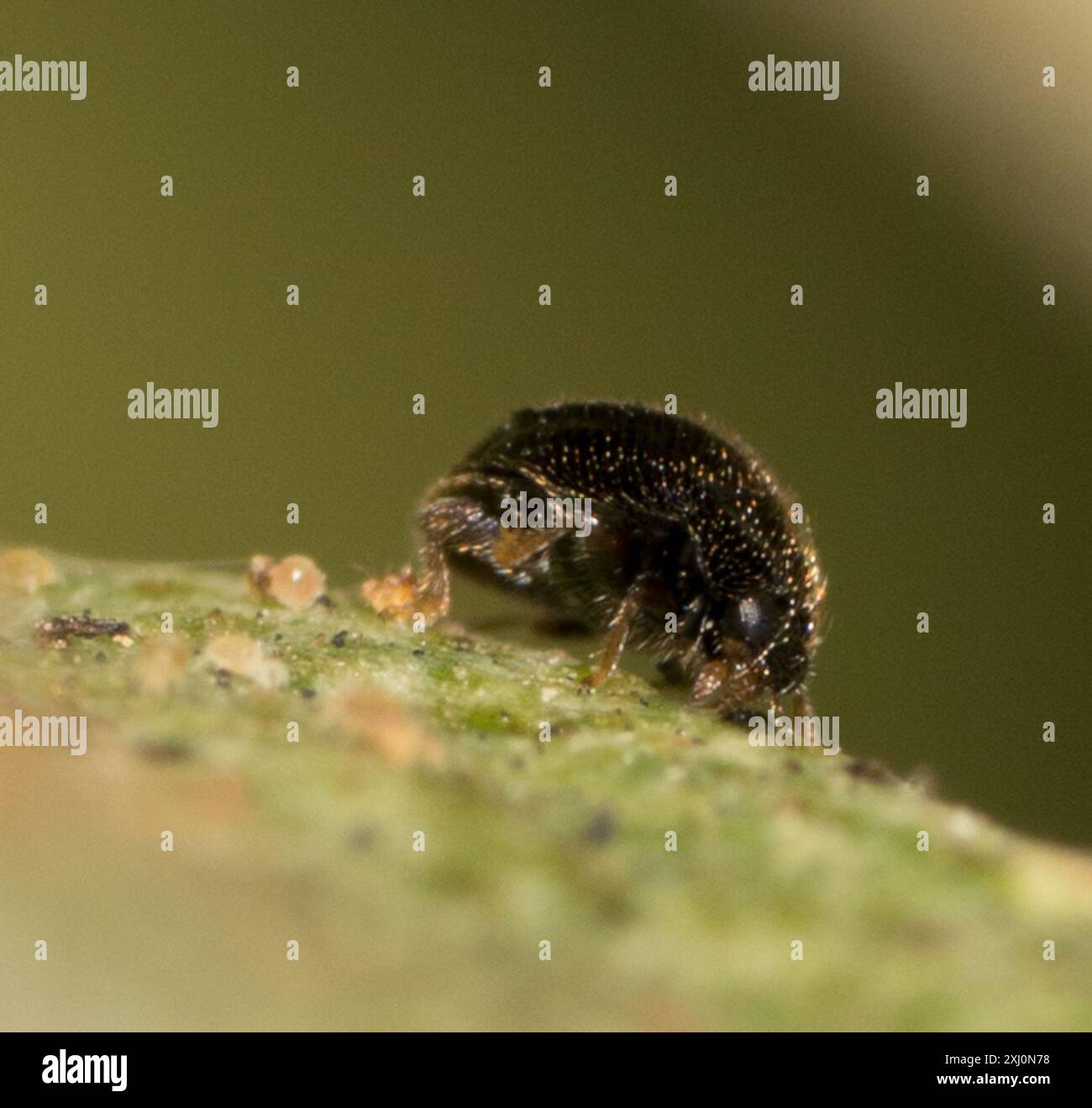 Spider Mite Destroyer (Stethorus punctum) Insecta Stock Photo - Alamy