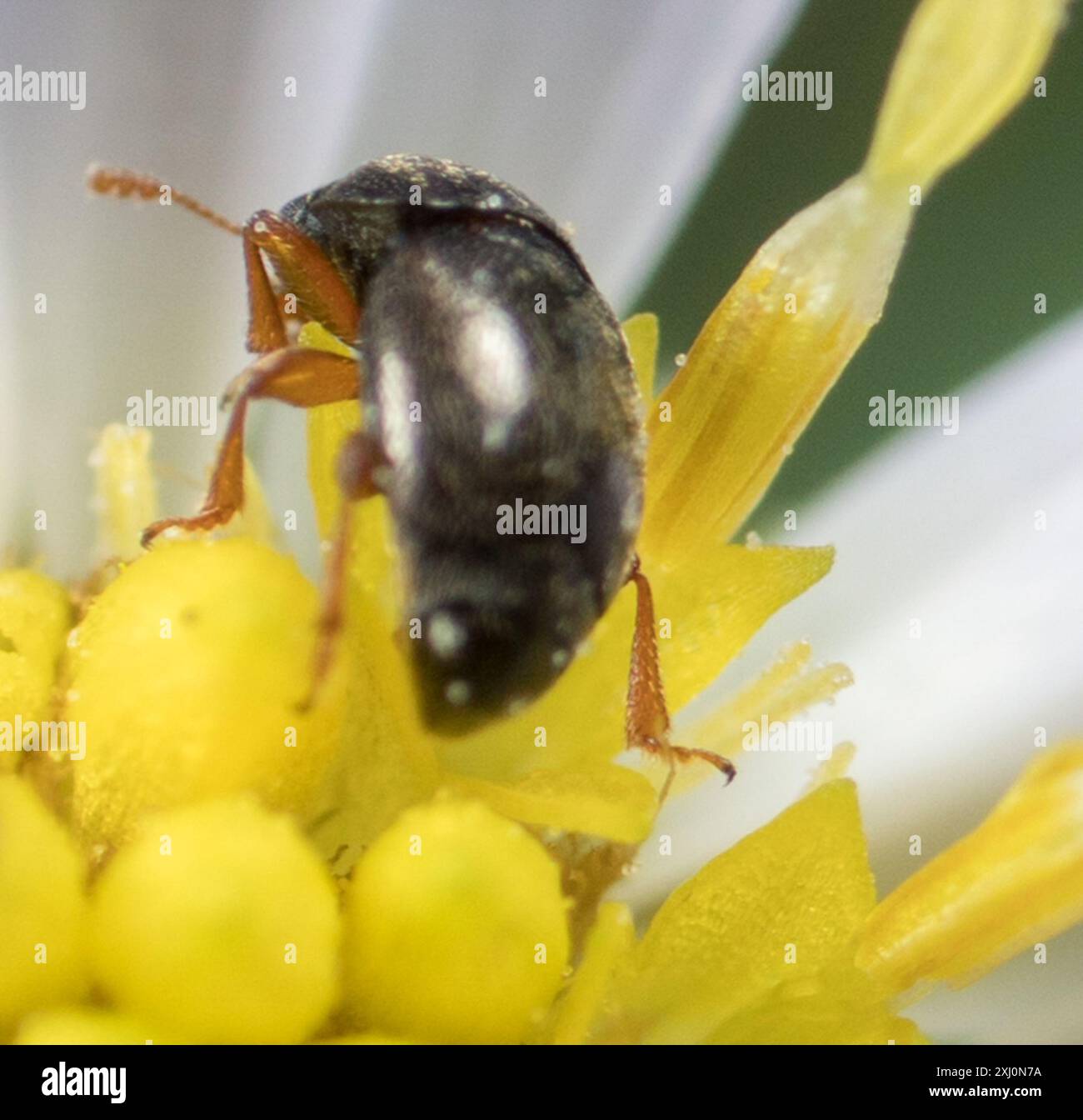 Short-winged Flower Beetles (Kateretidae) Insecta Stock Photo - Alamy