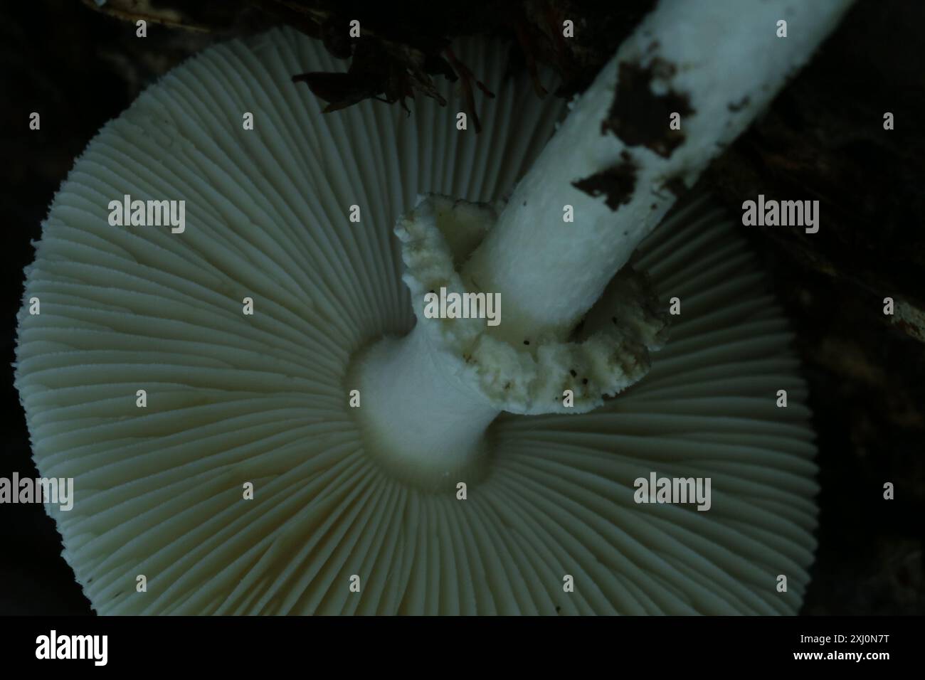 American Abrupt-Bulbed Lepidella (Amanita abrupta) Fungi Stock Photo ...