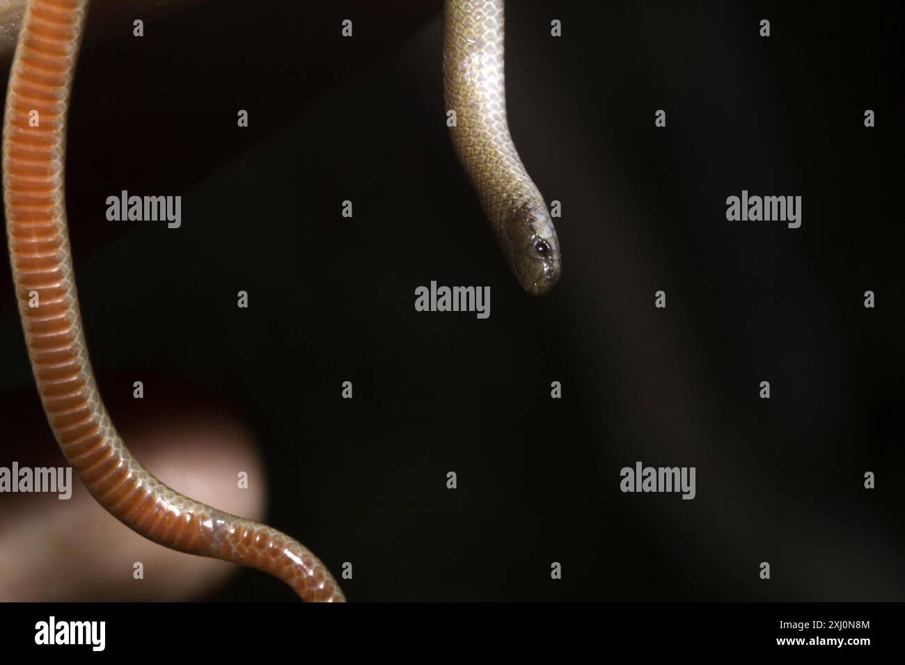 Flat-headed Snake (Tantilla gracilis) Reptilia Stock Photo - Alamy