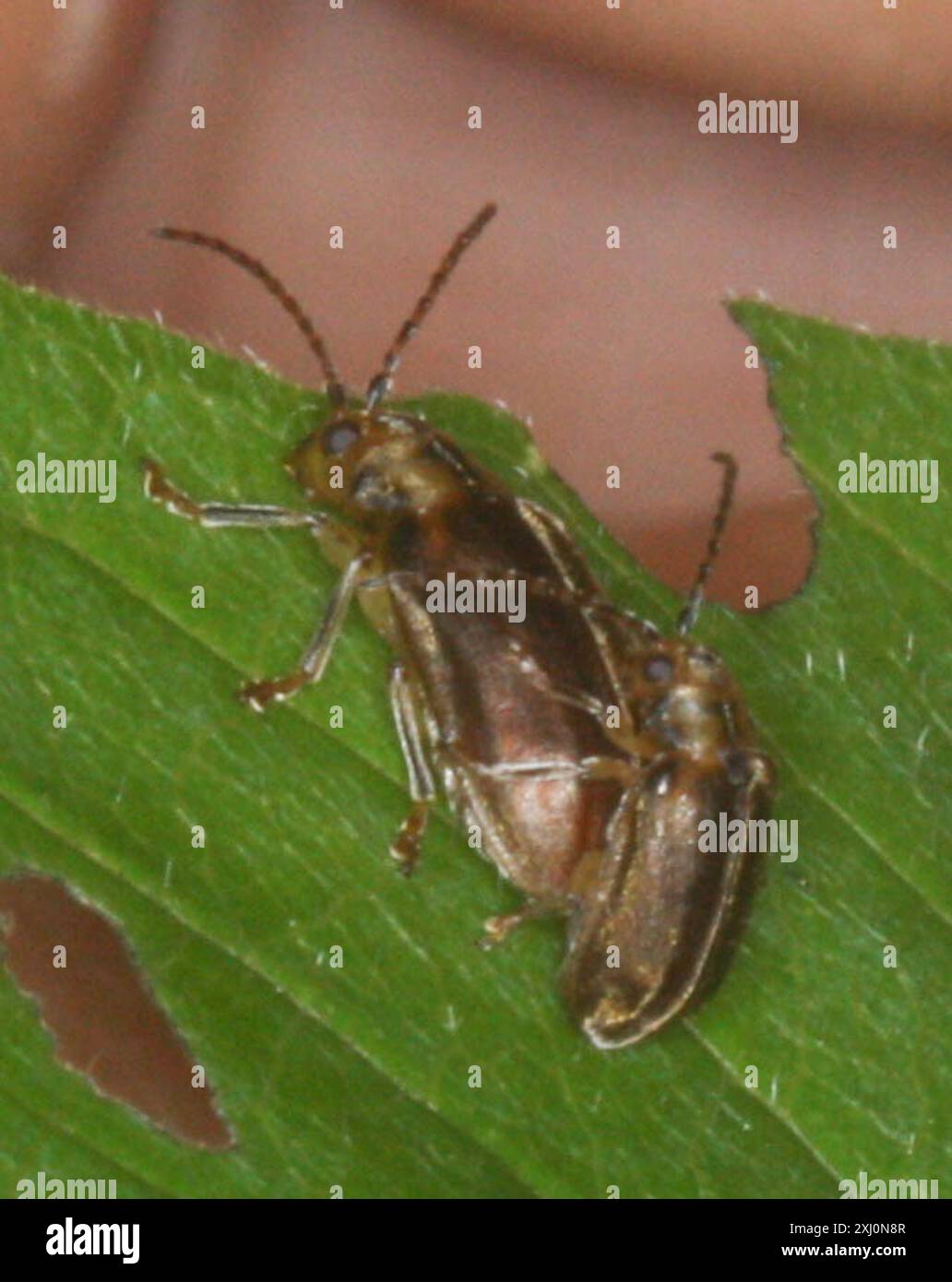 Viburnum Leaf Beetle (Pyrrhalta viburni) Insecta Stock Photo - Alamy