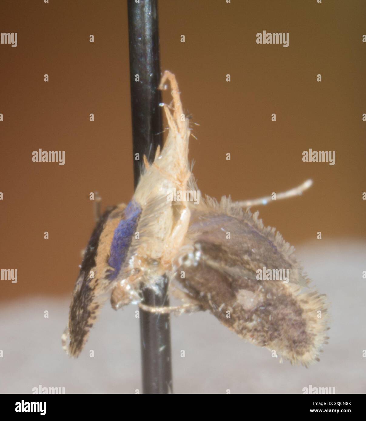Bird Nest Moth (Monopis crocicapitella) Insecta Stock Photo - Alamy