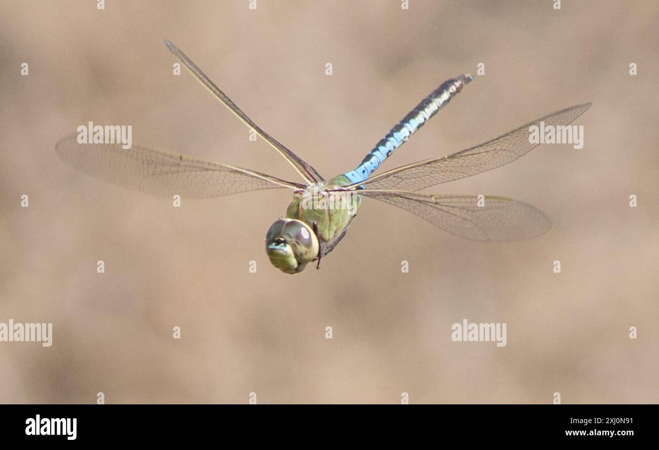 Common Green Darner (Anax junius) Insecta Stock Photo - Alamy
