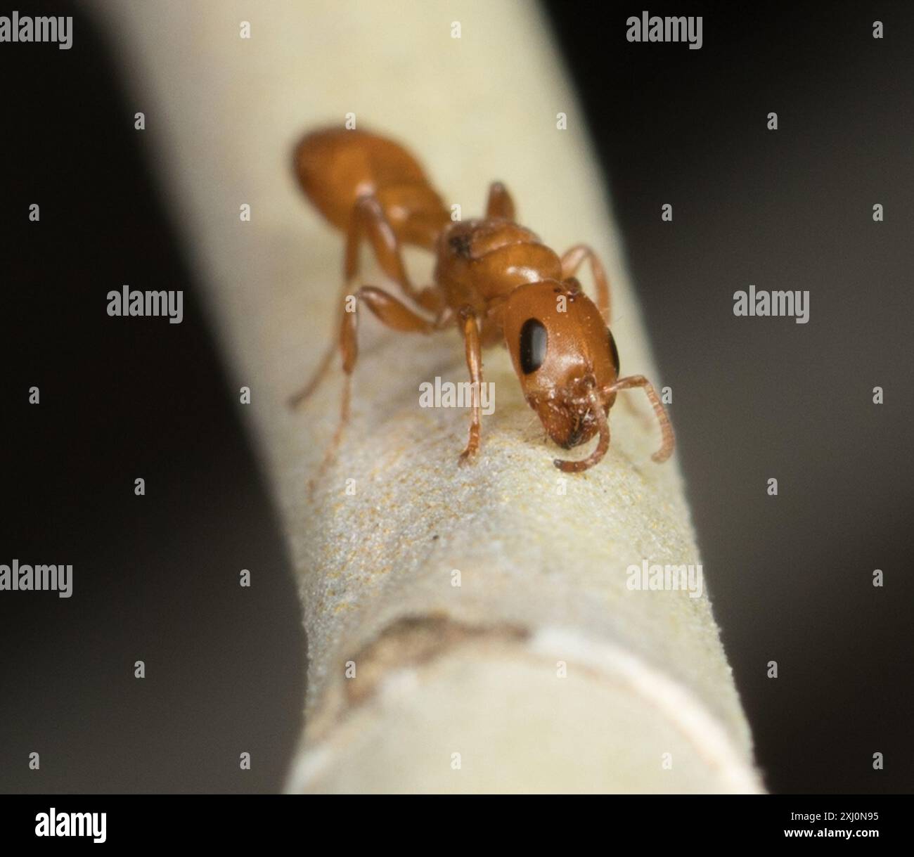 Apache Twig Ant (Pseudomyrmex apache) Insecta Stock Photo - Alamy