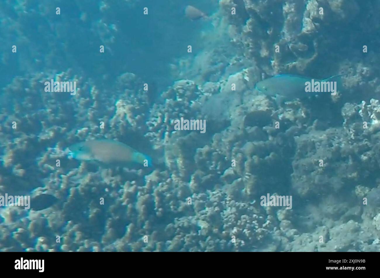 Pacific Bullethead Parrotfish (Chlorurus spilurus) Actinopterygii Stock ...