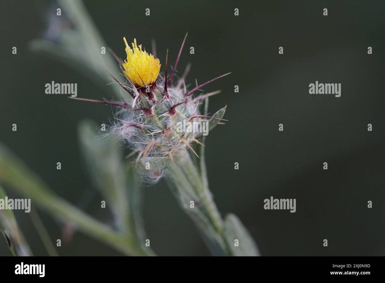 Maltese star-thistle (Centaurea melitensis) Plantae Stock Photo - Alamy