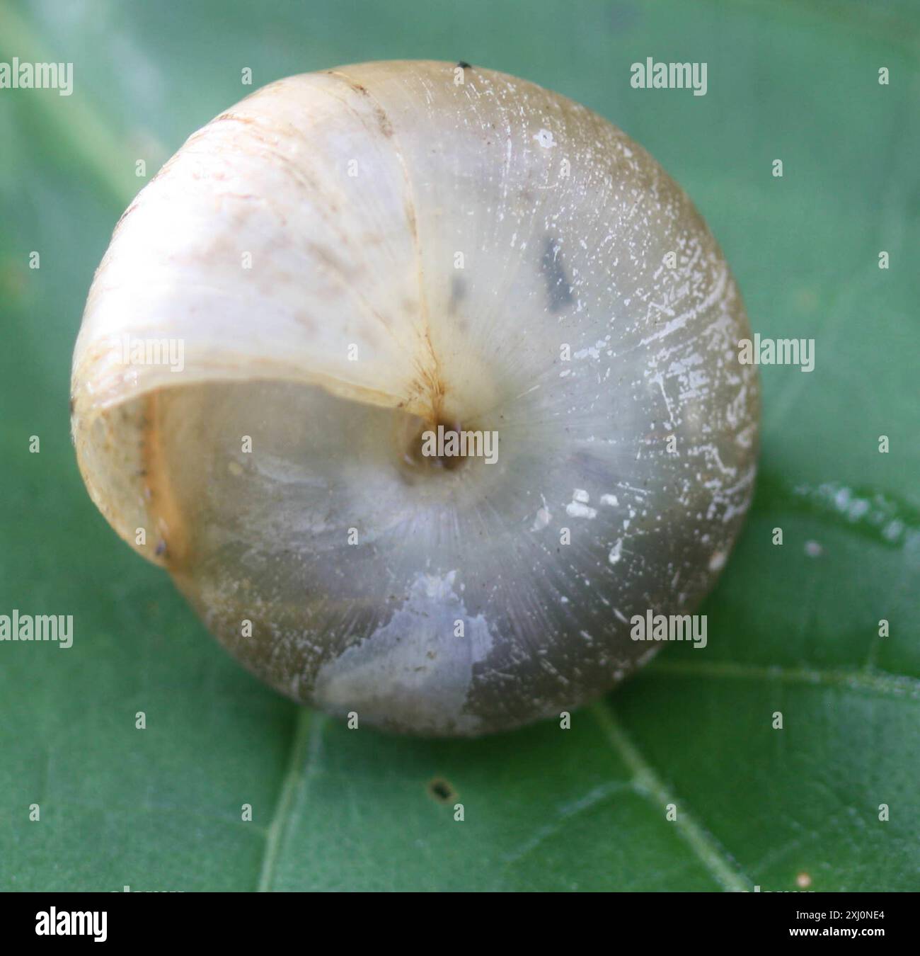 Siamese Common Snail (Sarika siamensis) Mollusca Stock Photo - Alamy