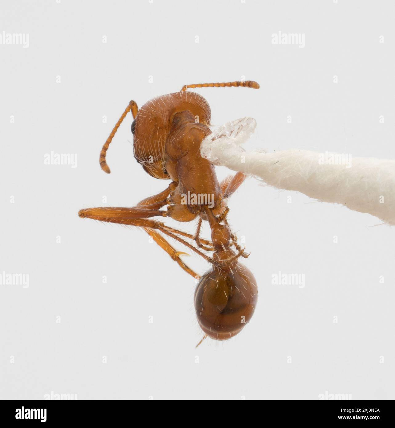 California Harvester Ant (Pogonomyrmex californicus) Insecta Stock ...