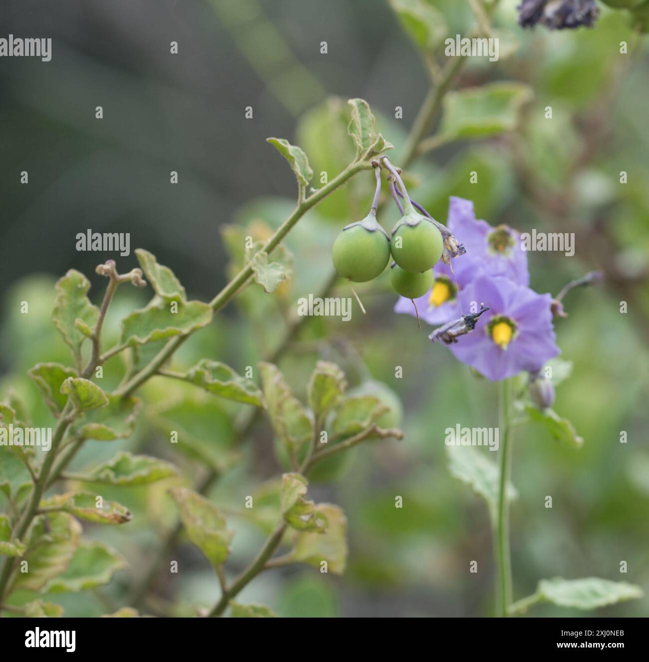 nightshades (Solanum) Plantae Stock Photo - Alamy
