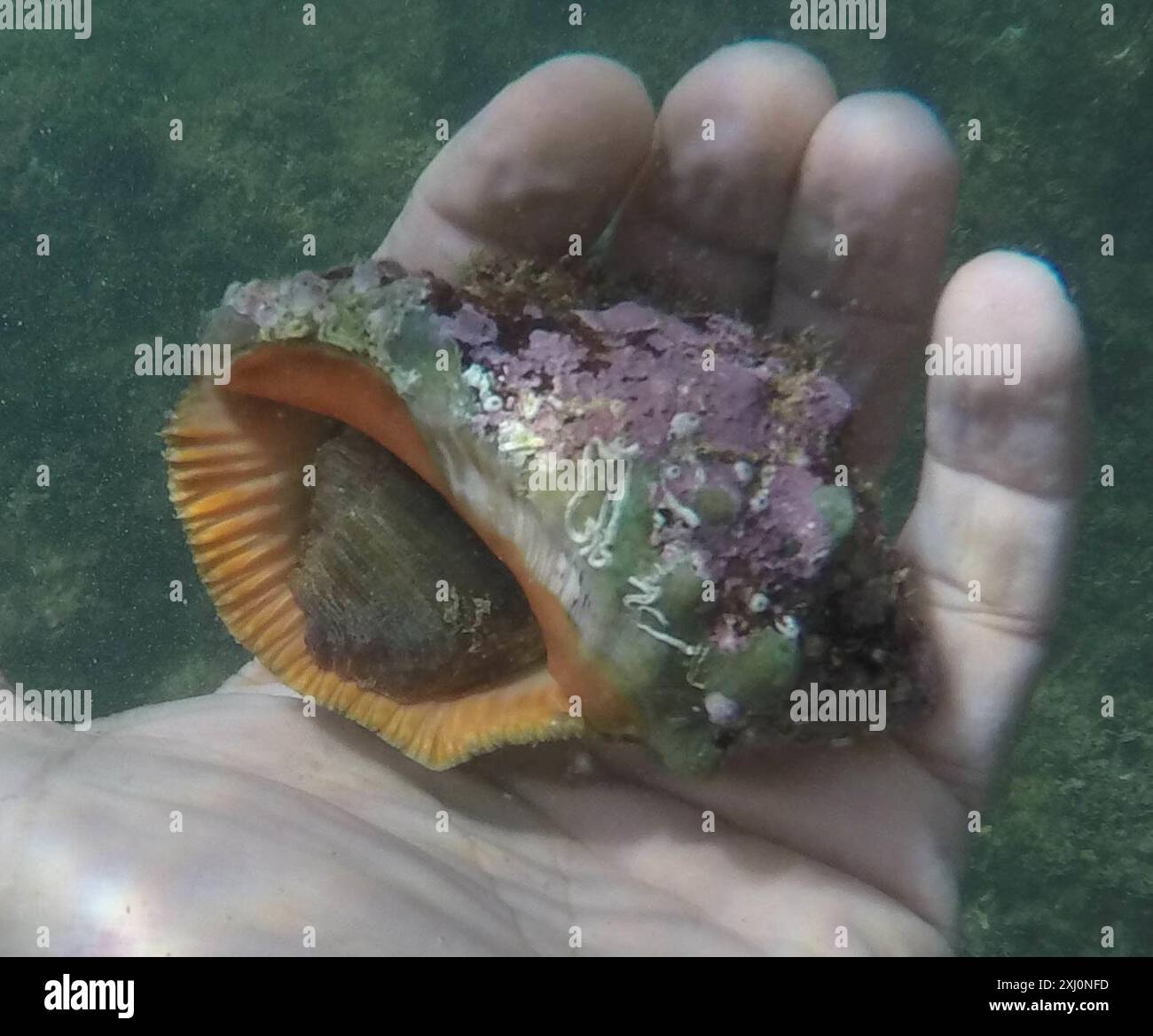 Red-mouthed Dog Winkle (Stramonita haemastoma) Mollusca Stock Photo - Alamy