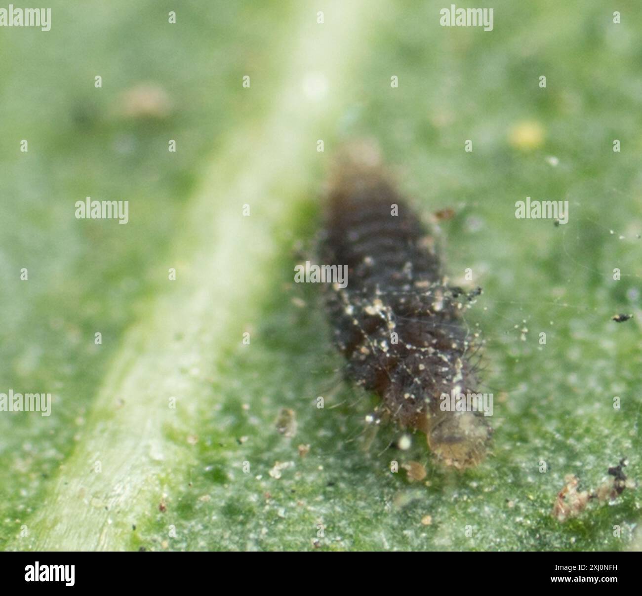 Spider Mite Destroyer (Stethorus punctum) Insecta Stock Photo - Alamy