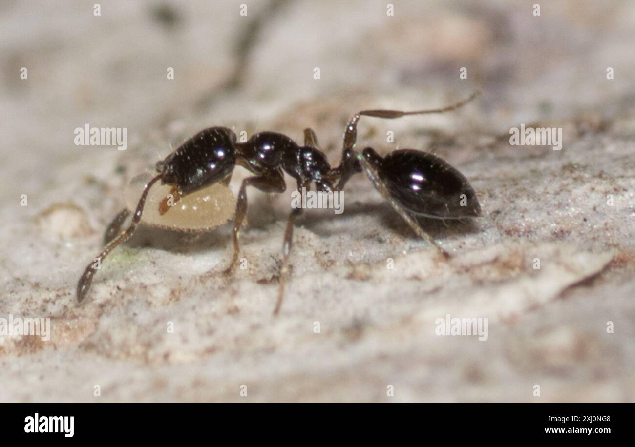 Ergatogyne Trailing Ant (Monomorium ergatogyna) Insecta Stock Photo - Alamy