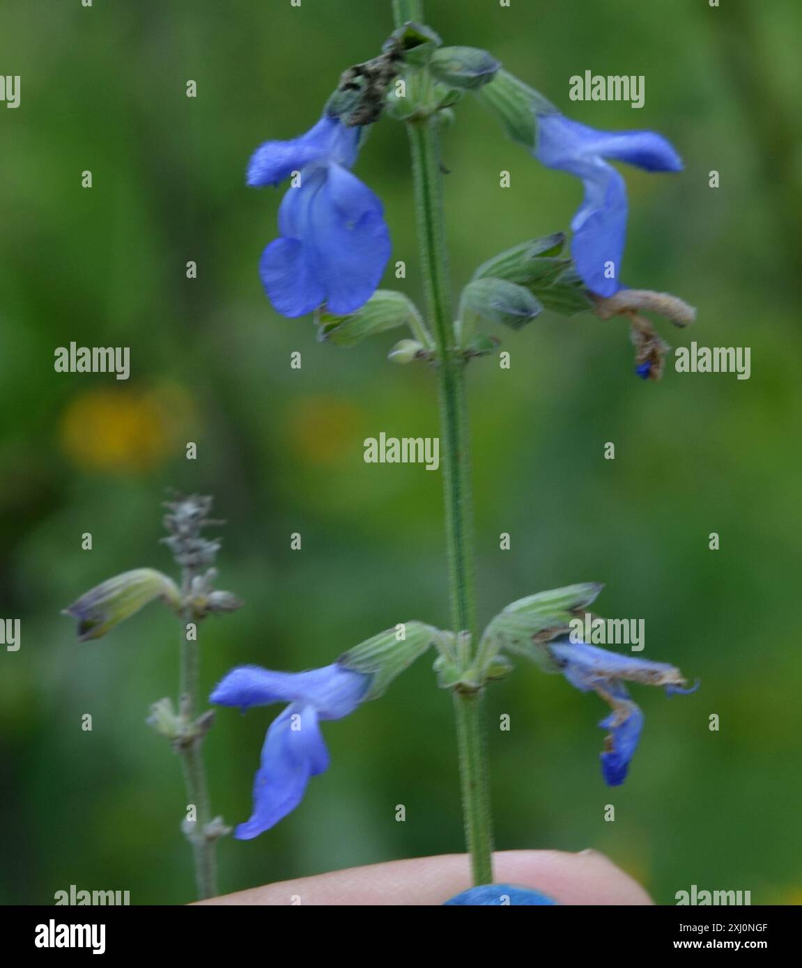 giant blue sage (Salvia azurea) Plantae Stock Photo - Alamy