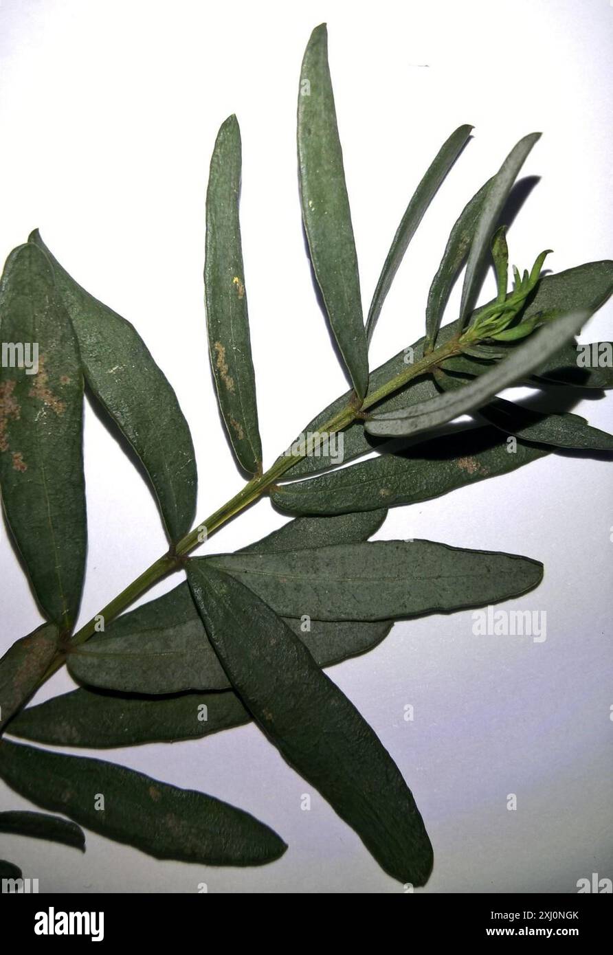 Vlei Honeybush (Cyclopia subternata) Plantae Stock Photo - Alamy