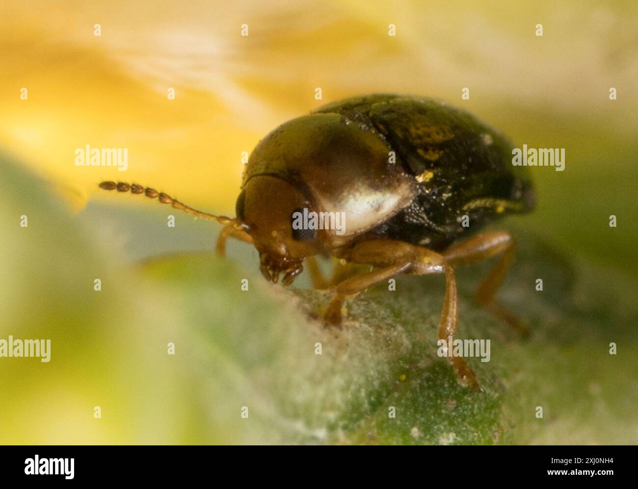 Bronze Leaf Beetle (Diachus auratus) Insecta Stock Photo - Alamy