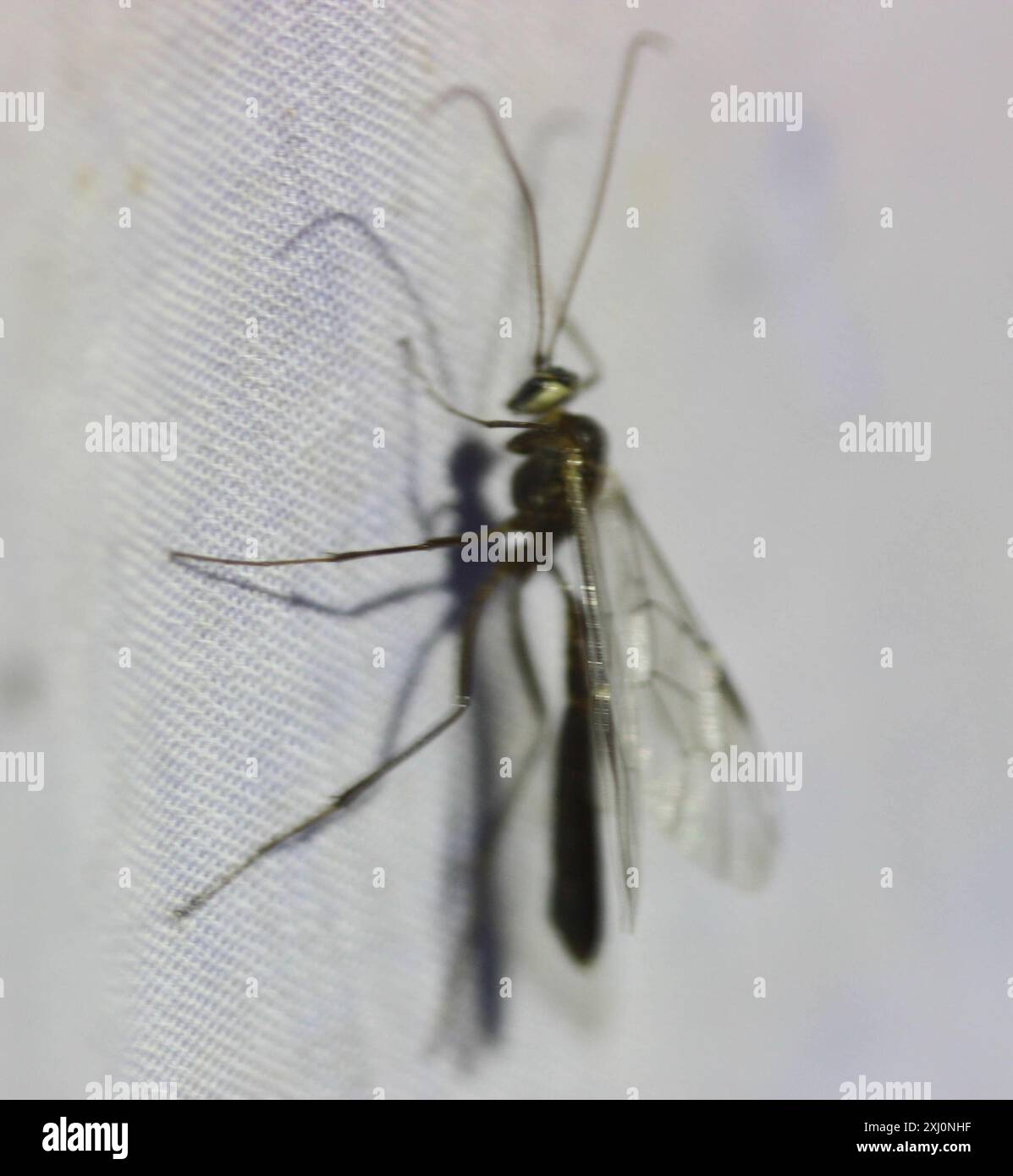 Short-tailed Ichneumonid Wasps (Ophioninae) Insecta Stock Photo - Alamy