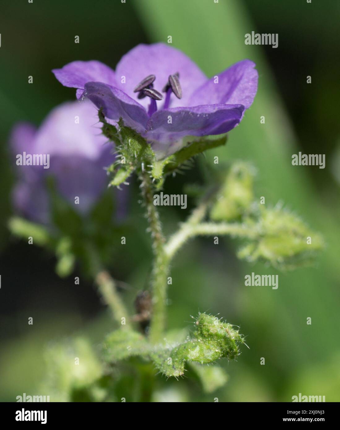 Fiesta Flower (Pholistoma auritum) Plantae Stock Photo - Alamy