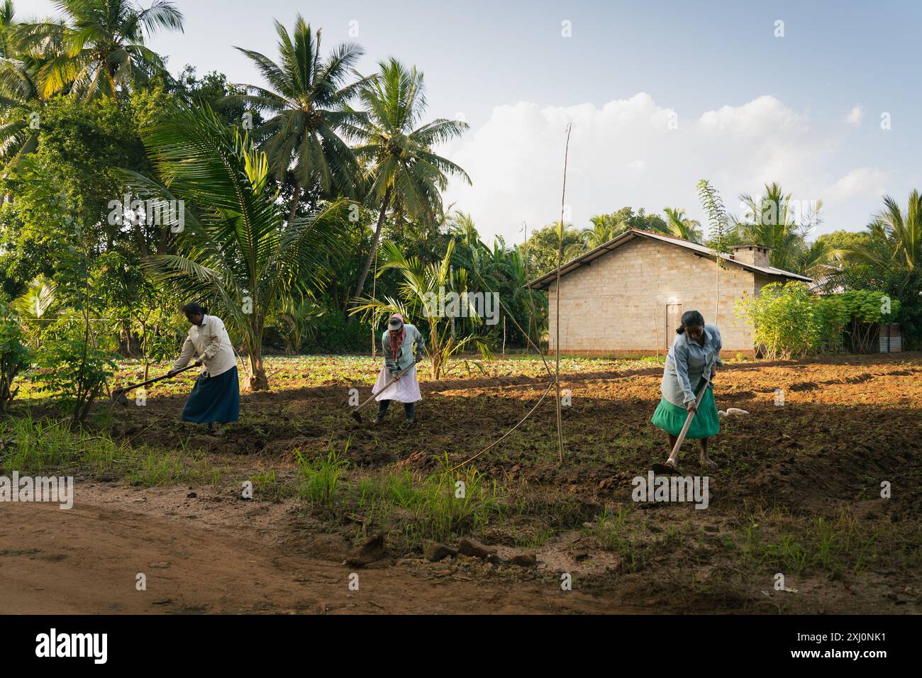 Sigiriya farming hi-res stock photography and images - Alamy