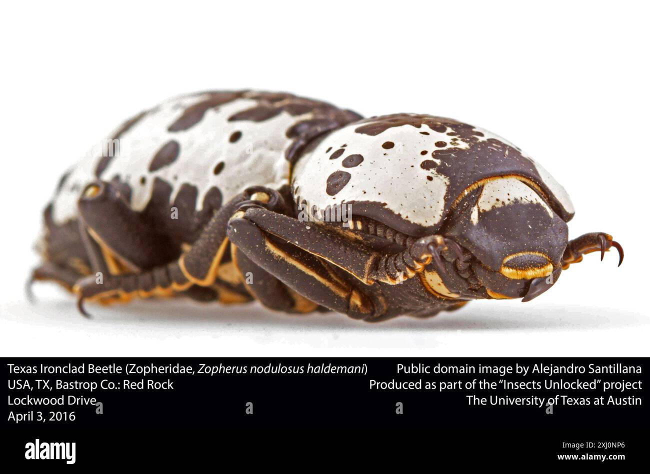 Texas Ironclad Beetle (Zopherus nodulosus haldemani) Insecta Stock ...
