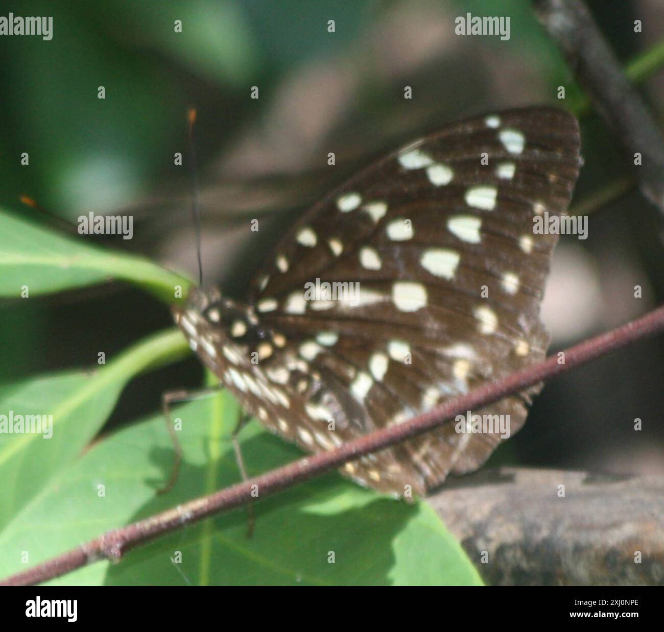 Common Archduke (Lexias pardalis) Insecta Stock Photo - Alamy