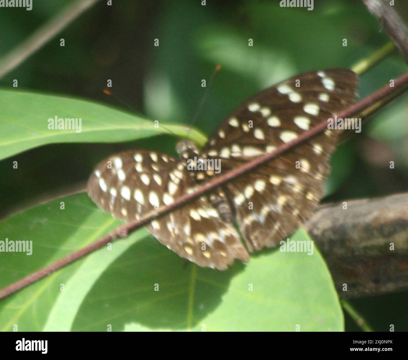 Lexias pardalis common archduke hi-res stock photography and images - Alamy