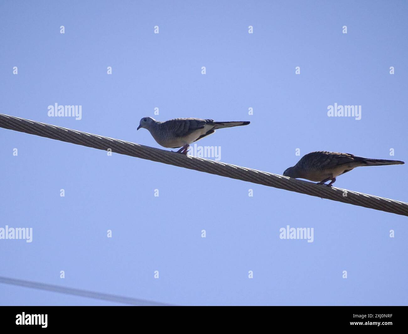 Zebra Dove (Geopelia striata) Aves Stock Photo - Alamy
